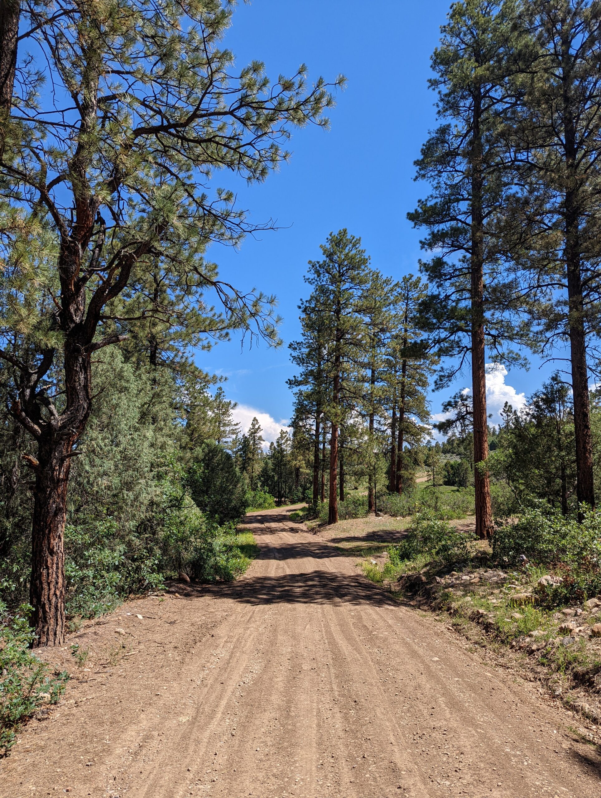 Some Thoughts While Camping Off-Grid In Carson National Forest › Peter ...